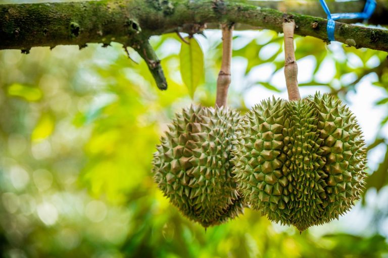 Durian vs Jacquier : Découvrez ces fruits exotiques asiatiques