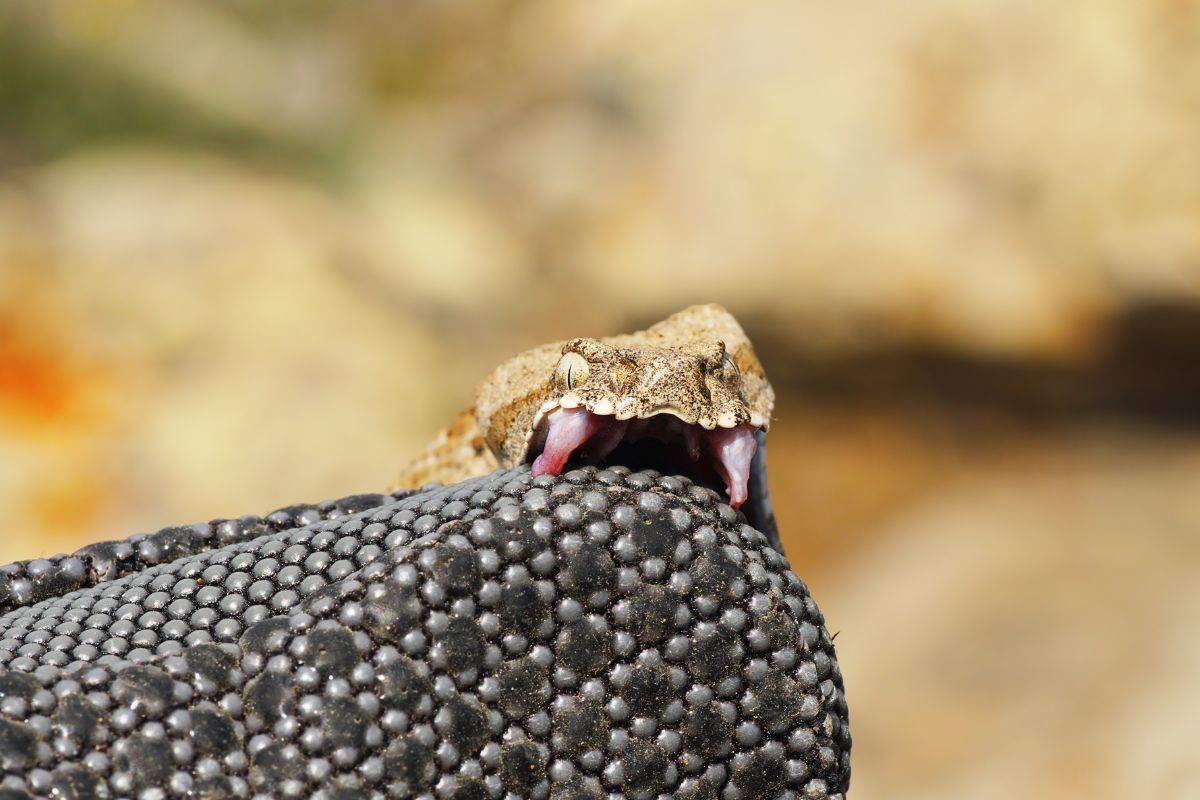 Éviter les morsures en Asie du Sud-Est : Conseils pratiques