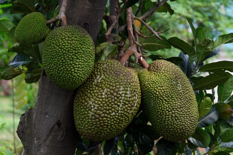 Durian vs Jacquier : Découvrez ces fruits exotiques asiatiques