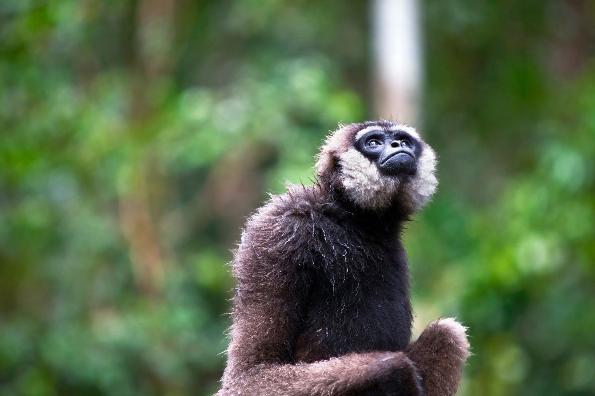 La Réserve Naturelle de Bokeo : un joyau du Laos à explore