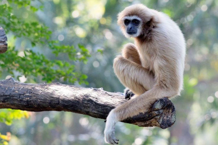 La Réserve Naturelle de Bokeo : un joyau du Laos à explore